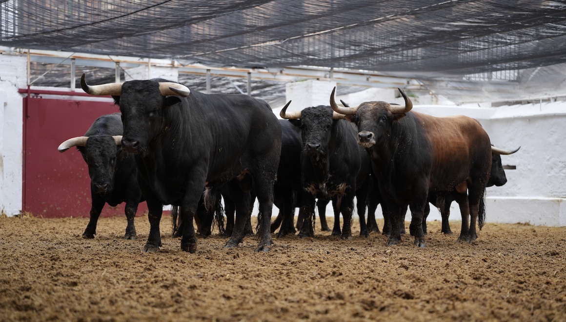 Toros de Juan Pedro Domecq para la cita de este lunes – Plaza de Toros ...